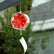 Wind Bell Keiko - Japanese Wind Bells - Furin - My Japanese Home